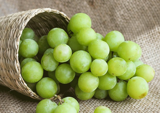 Các giống nho ở Việt Nam ngon, được ưa chuộng nhất hiện nay | Bản Tin Đắk Lắk