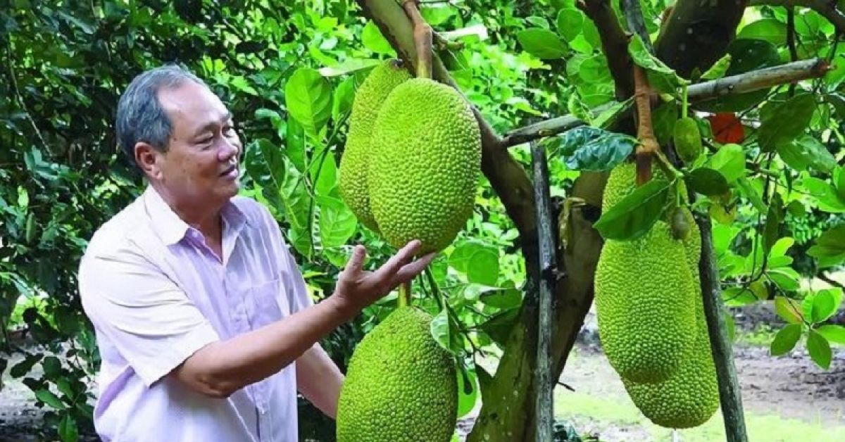 Giá cây giống mít thái hiện nay tiếp tục tăng cao | Bản Tin Đắk Lắk